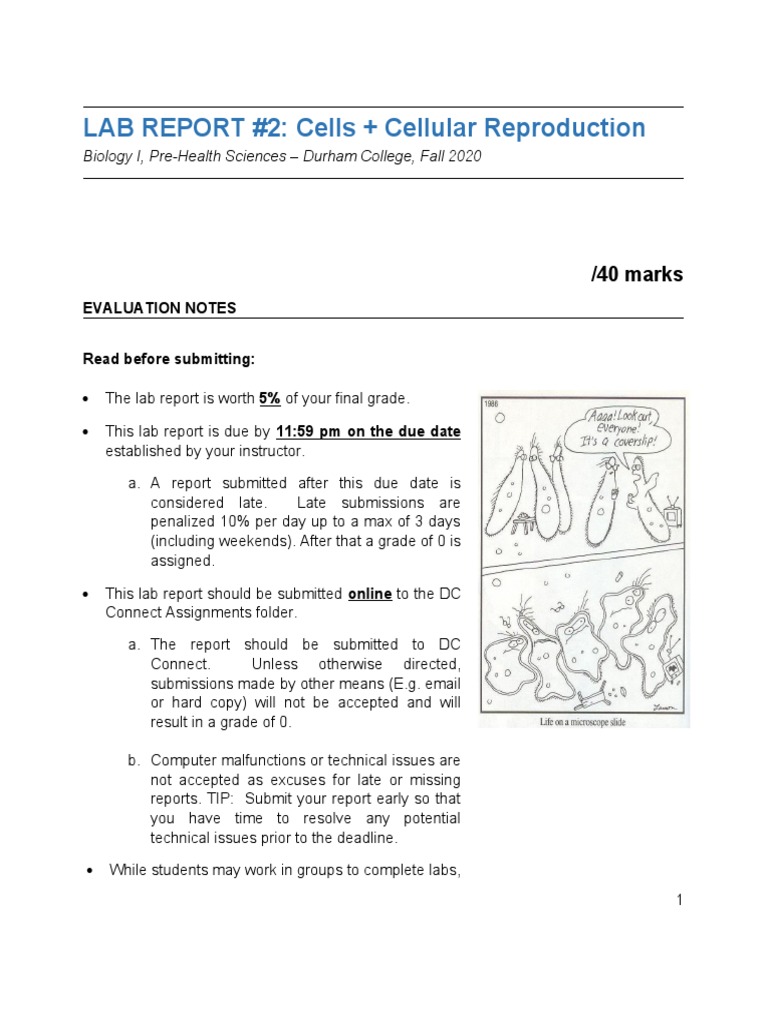 Biol 1700 Lab 2 Procedure Report | PDF | Cell Nucleus | Mitosis