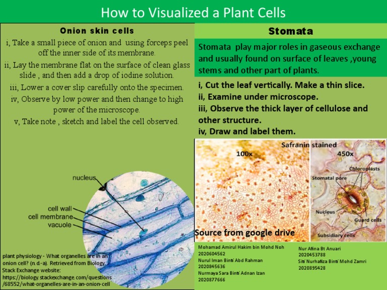 Stomata Stomata Play Major Roles in Gaseous Exchange and Usually Found ...
