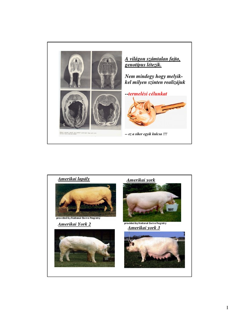 Sertés Fajták | PDF