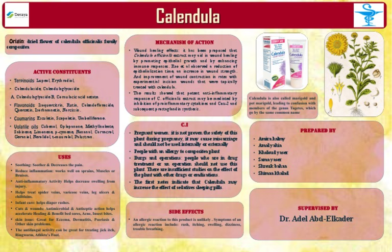 Mechanism of Action: Calendula Officinalls | PDF | Dermatitis | Allergy