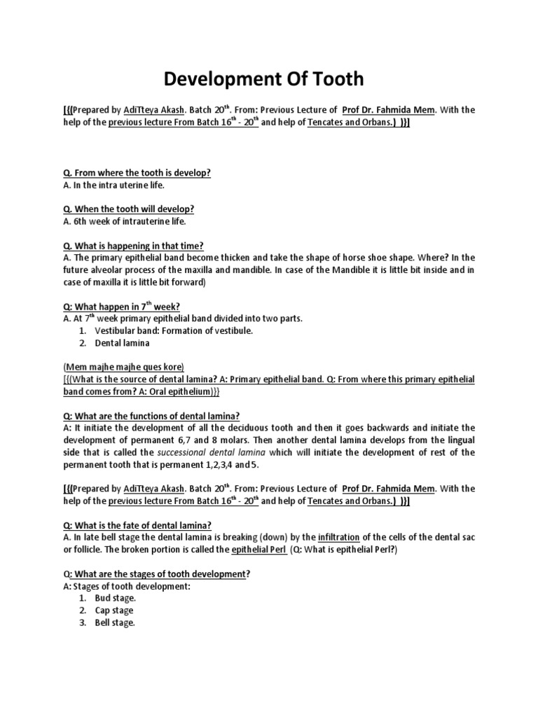 Dev of Tooth | PDF | Tooth | Human Tooth