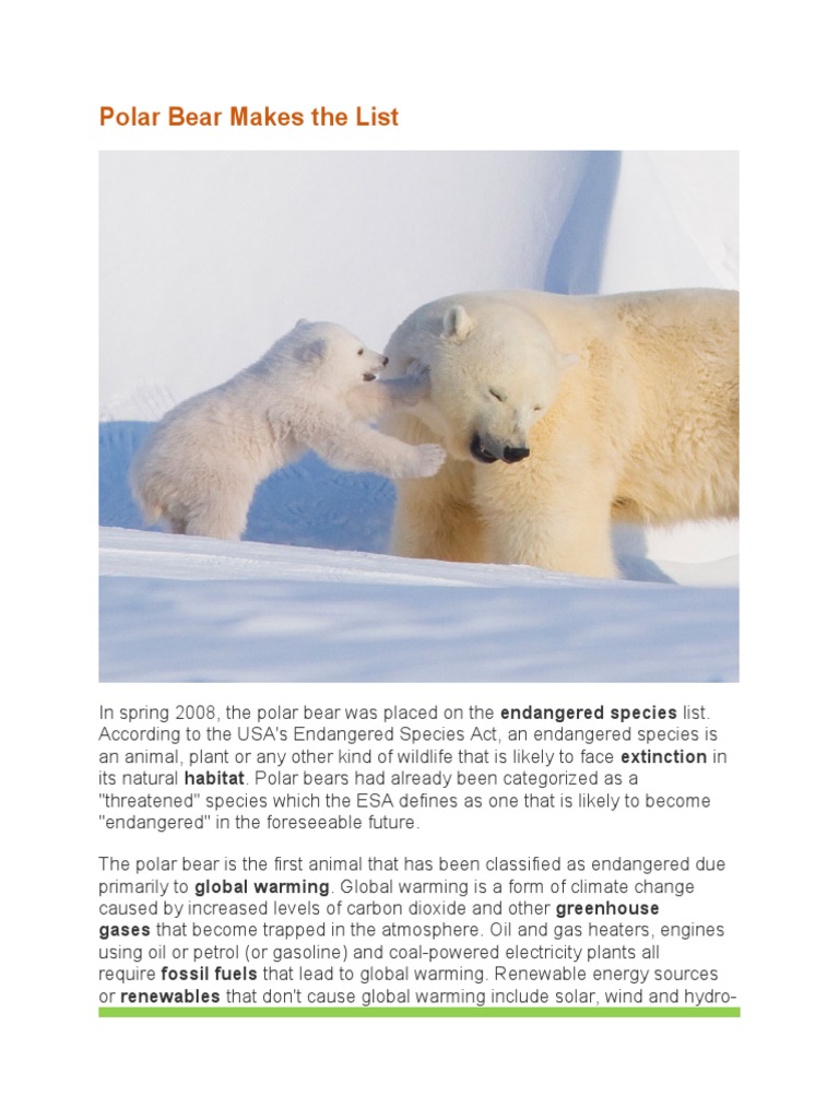 Polar Bears Text Reading | PDF | Global Warming | Fossil Fuels