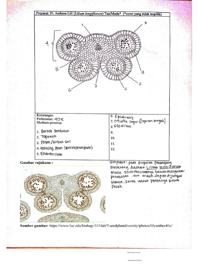 Anthera Lilium Muda | PDF