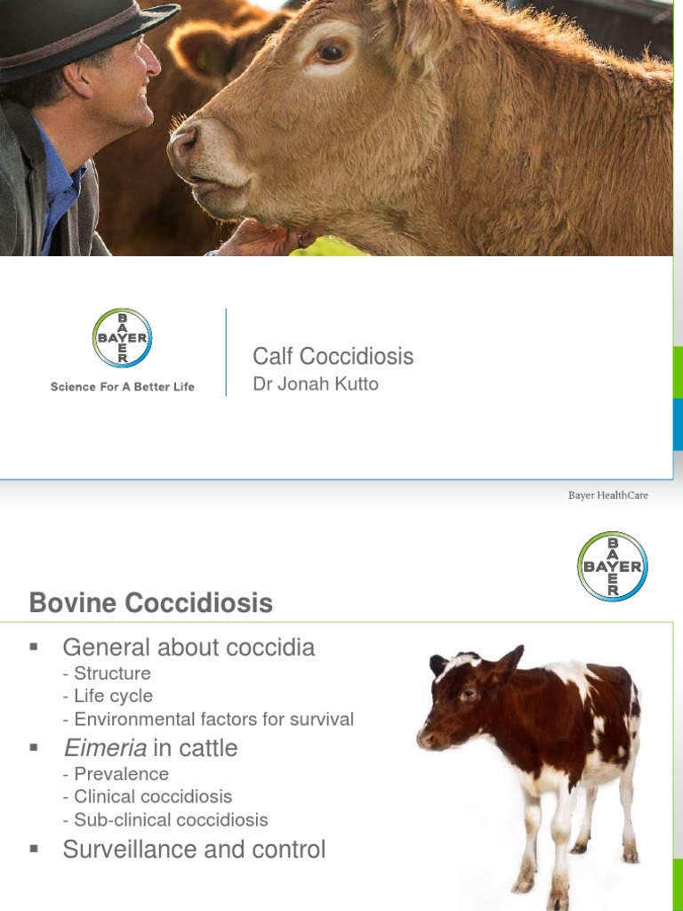 Calf Coccidiosis: DR Jonah Kutto | PDF | Cattle | Diarrhea