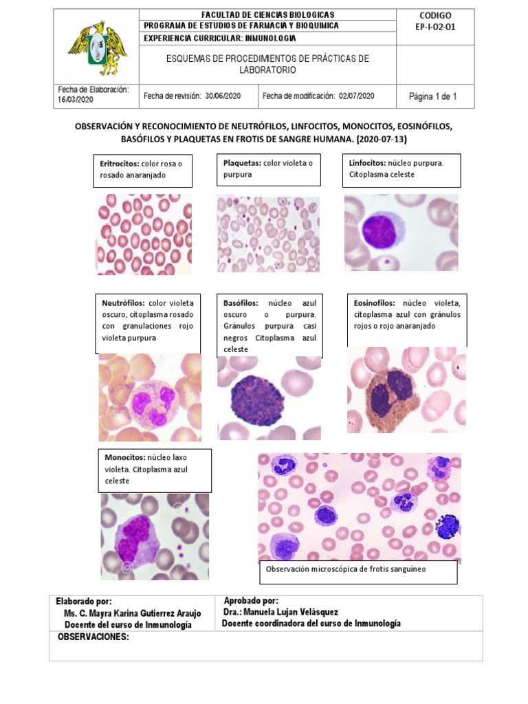 Identificación de células sanguíneas en frotis de sangre humana | PDF