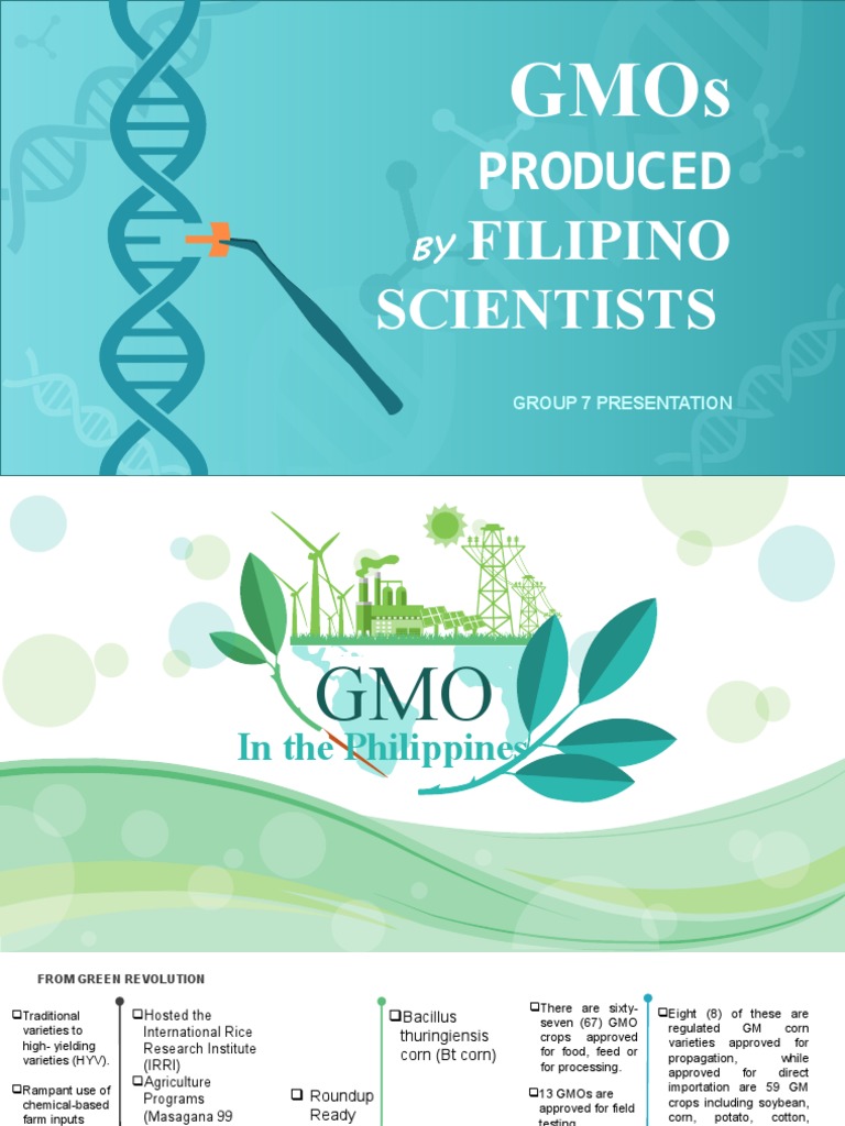 STS (Gmo) | PDF | Eggplant | Genetically Modified Organism