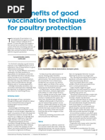 Pig Vaccination Schedule Manual | PDF | Pig | Immunology