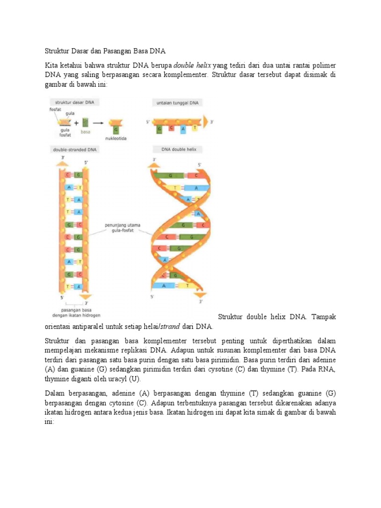 Struktur Dasar Dan Pasangan Basa DNA | PDF
