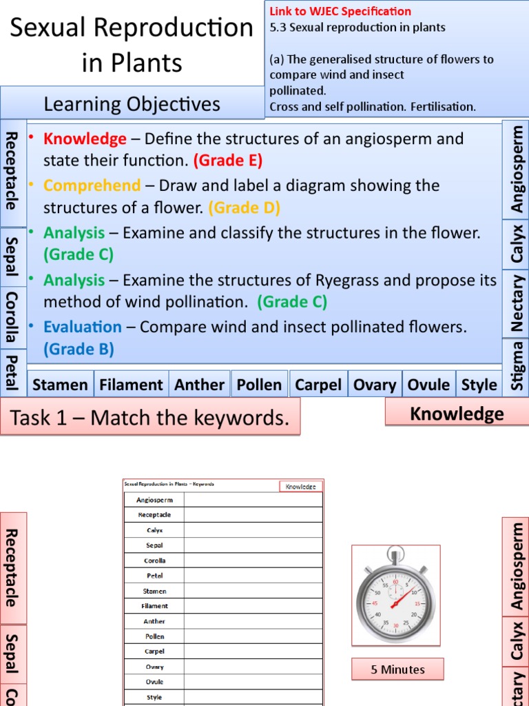 Sexual Reproduction in Plants - Lesson | PDF | Petal | Flowers