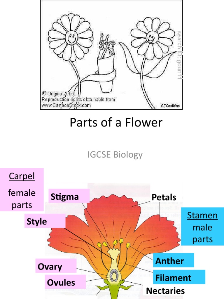 Parts of A Flower: IGCSE Biology | PDF