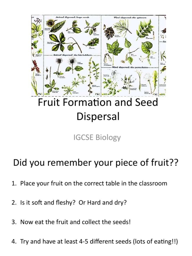 Fruit Formation and Seed Dispersal: IGCSE Biology | PDF