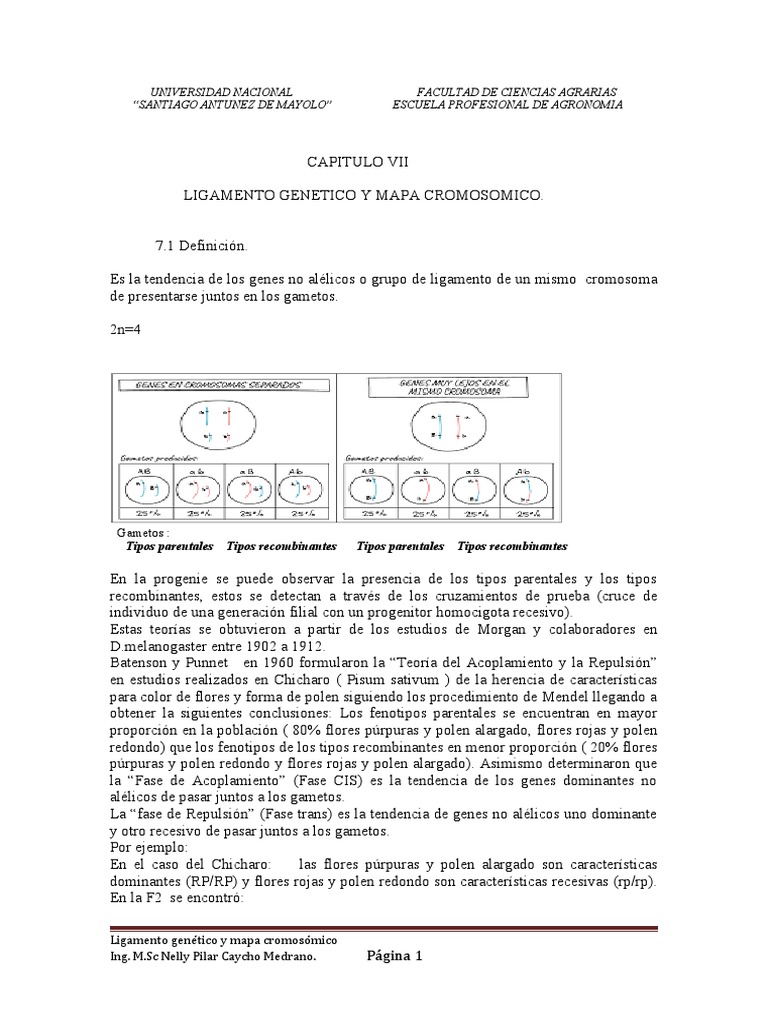 Ligamento Genetico Òp Mapa Cromosomico | PDF | Dominancia (Genética ...