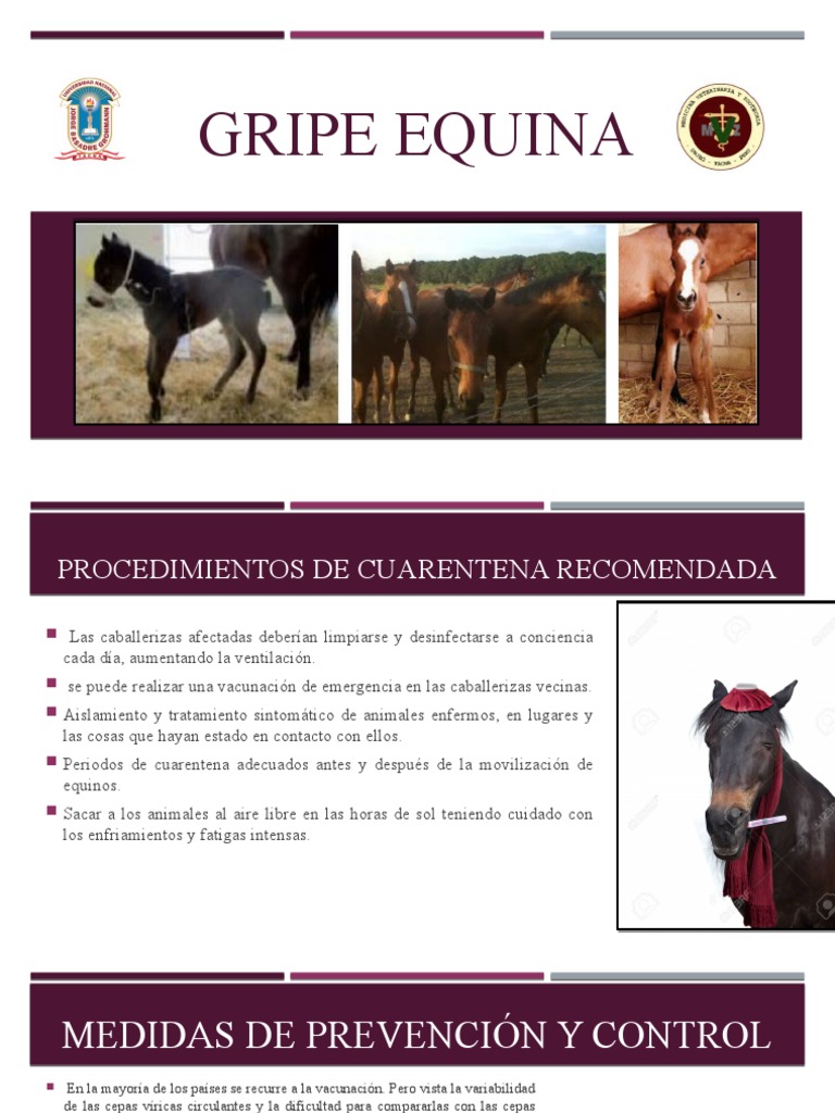 GRIPE EQUINA - PPTX Cuarentena | PDF