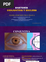 Conjuntiva y Esclera | PDF | Epitelio | Anatomía