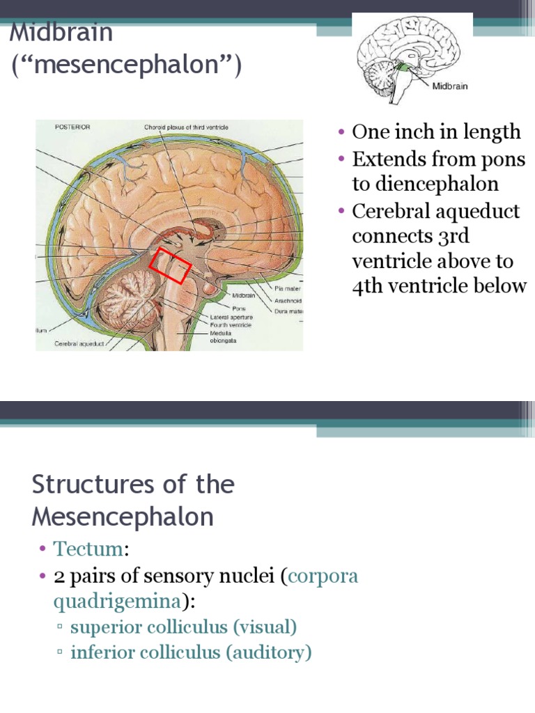 Midbrain ("Mesencephalon") | Download Free PDF | Cerebellum | Thalamus