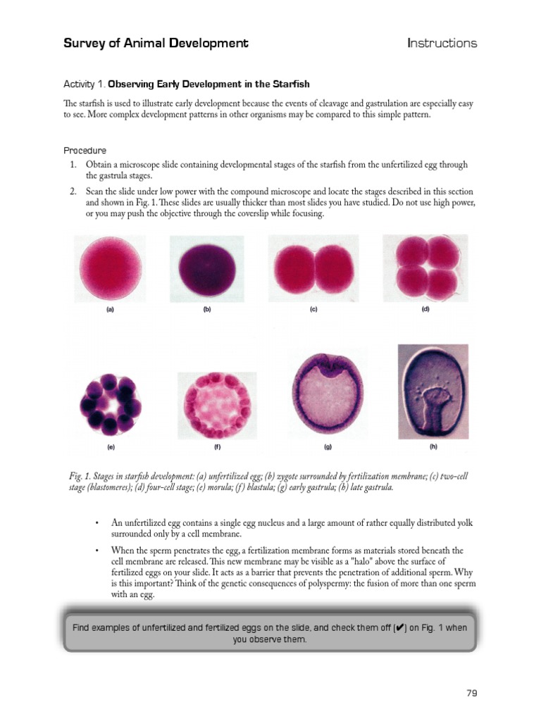 Lab 09 Handout | Download Free PDF | Fertilisation | Embryo Lab 09 Handout | Download Free PDF | Fertilisation | Embryo