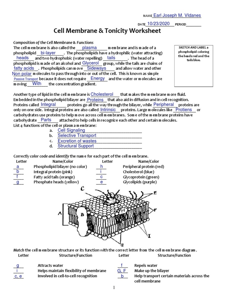 Cell Membrane Structure and Function Worksheet | PDF | Cell Membrane ...