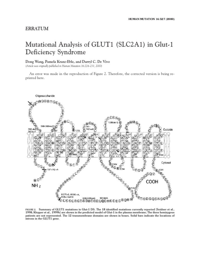 Mutational Analysis of Glut1 Slc2a1 in Glut1 Deficiency Syndrome 2000 | PDF