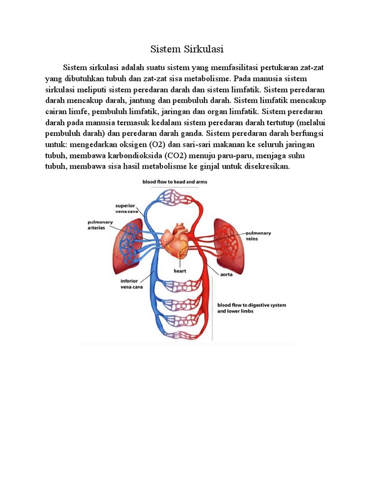 Memahami Sistem Sirkulasi Manusia | PDF