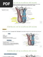 Capas del escroto y su anatomía | PDF