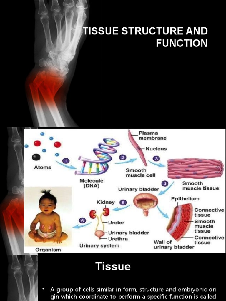Tissue Structure & Function | PDF | Neuron | Epithelium