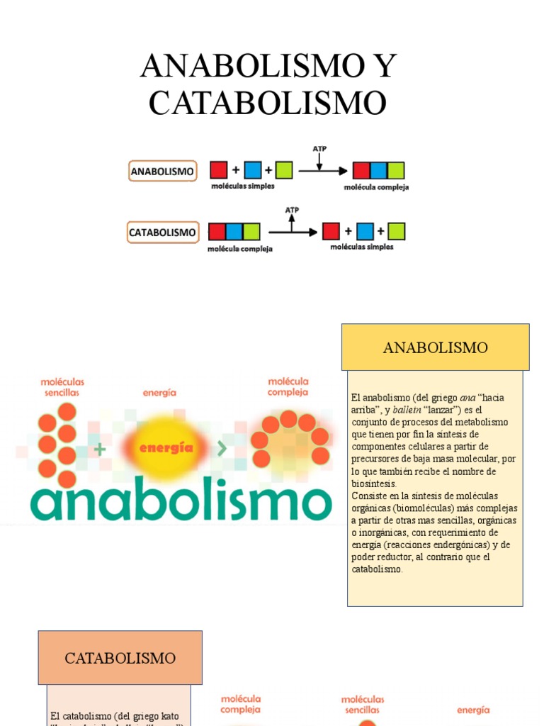 Anabolismo y Catabolismo y Nutricion | Descargar gratis PDF ...