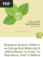 Answer Key Cellular Respiration Pogil | PDF | Cellular Respiration ...