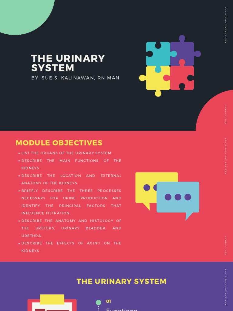 MODULE 15 - Urinary System | PDF | Kidney | Urinary System