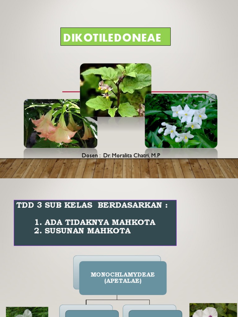 Klasifikasi Dikotiledoneae | PDF | Sains & Matematika
