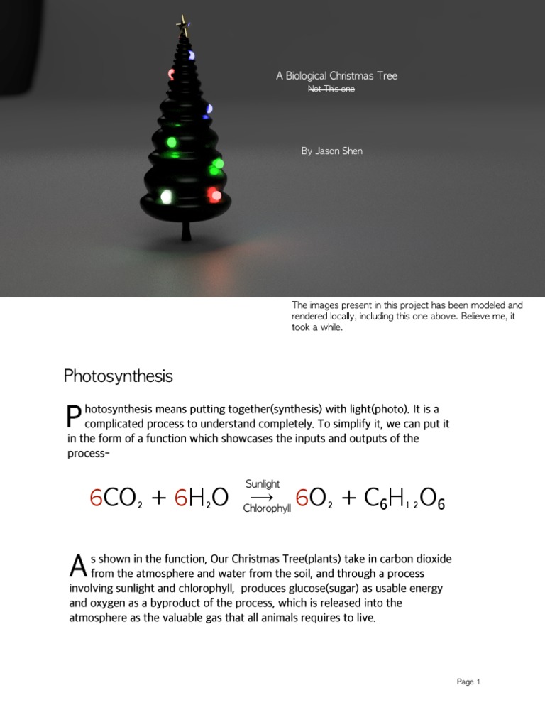Biology Christmas Paper | PDF | Leaf | Photosynthesis