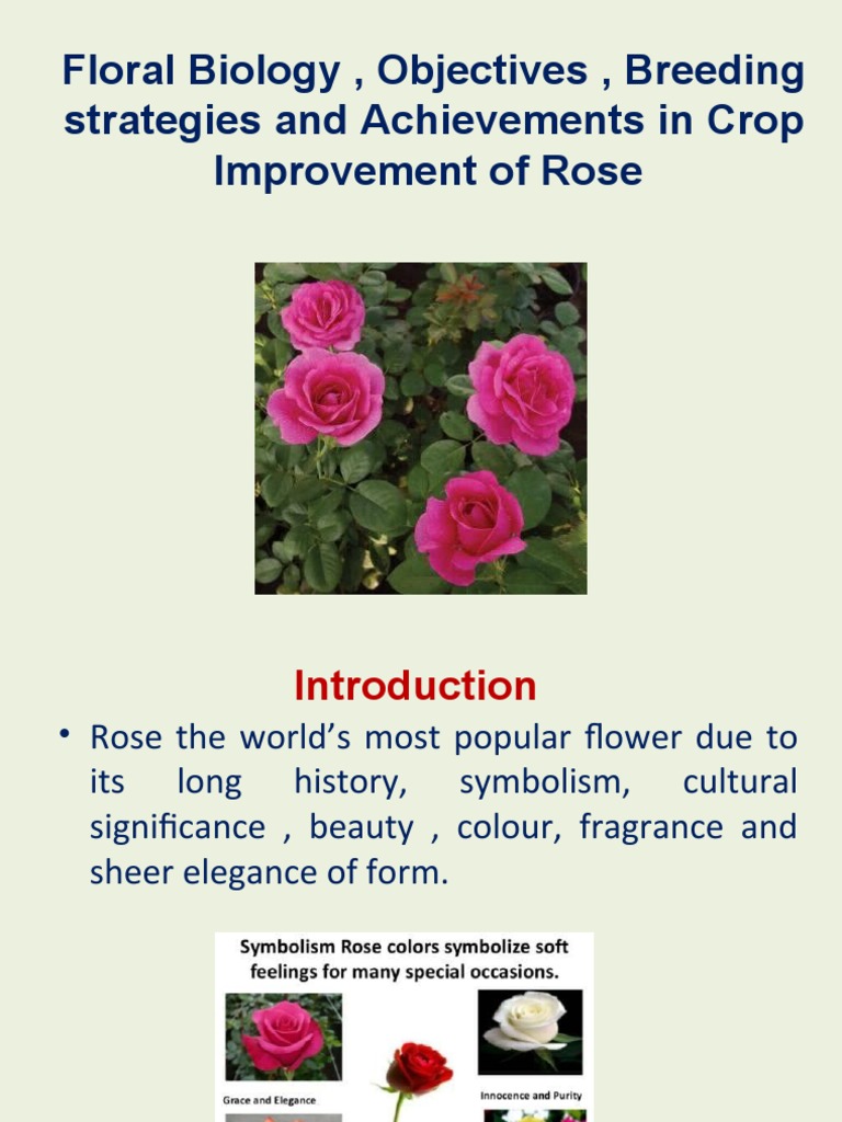 Rose Breeding | PDF | Rose | Plant Breeding