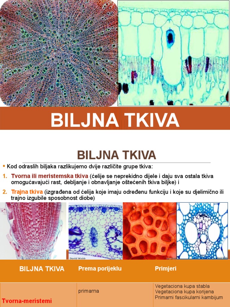 Biljna Tkiva | PDF
