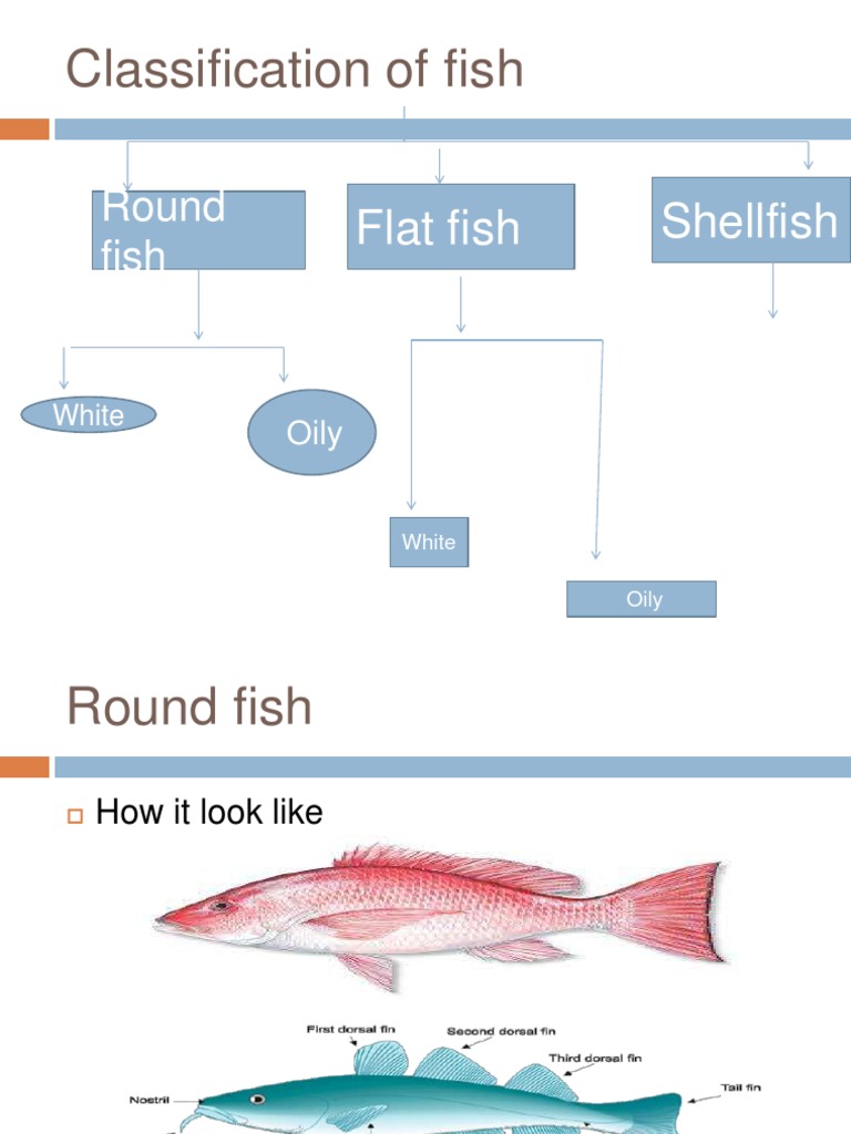 Fish Classification and Cuts Guide | PDF | Home & Garden | Wellness