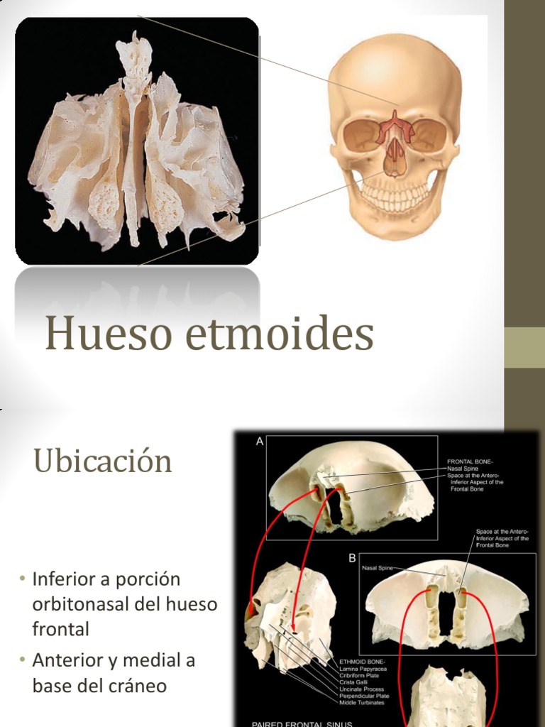 Hueso Etmoides | PDF | Cabeza y cuello humanos | Anatomía humana