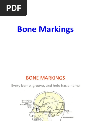 Line Bone Marking