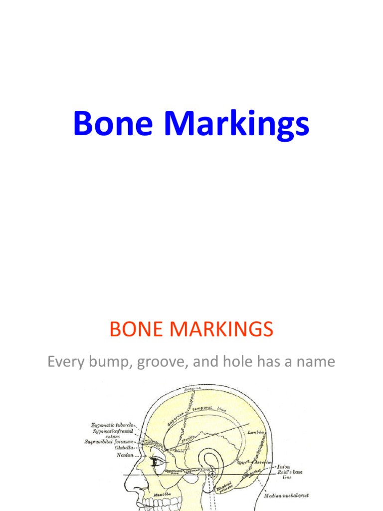 Skeletal System I, Bone Markings | PDF