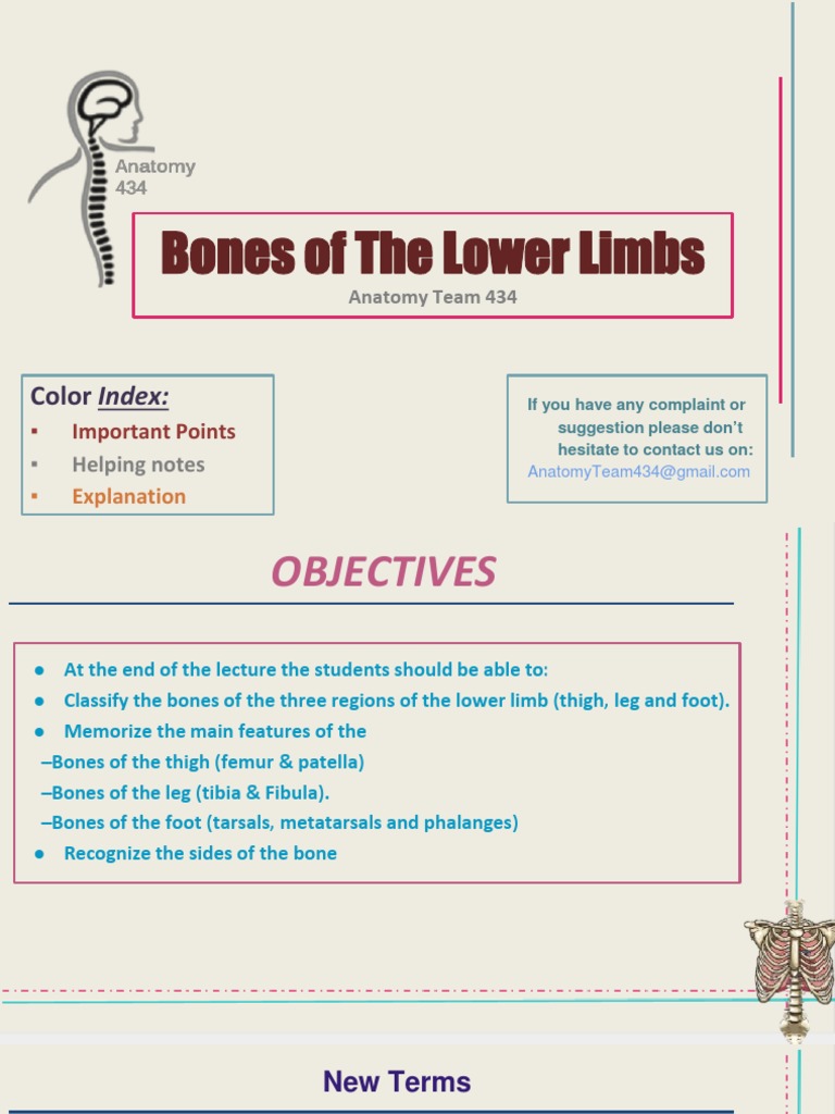 2.bones of The Lower Limbs PDF | PDF | Lower Limb Anatomy | Limbs (Anatomy)