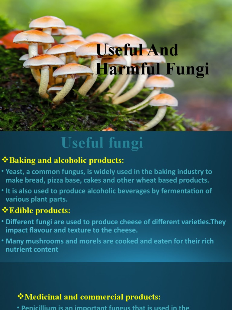 Useful and Harmful Fungi 1 | PDF | Home & Garden