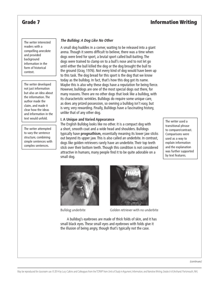 Grade 7 Information Writing: The Bulldog: A Dog Like No Other | PDF ...