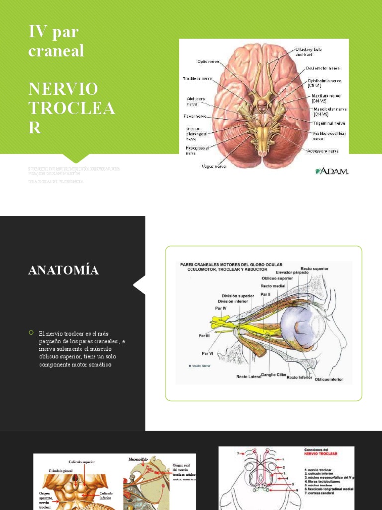 Nervio Troclear | PDF | Sistema nervioso central | Neuroanatomía