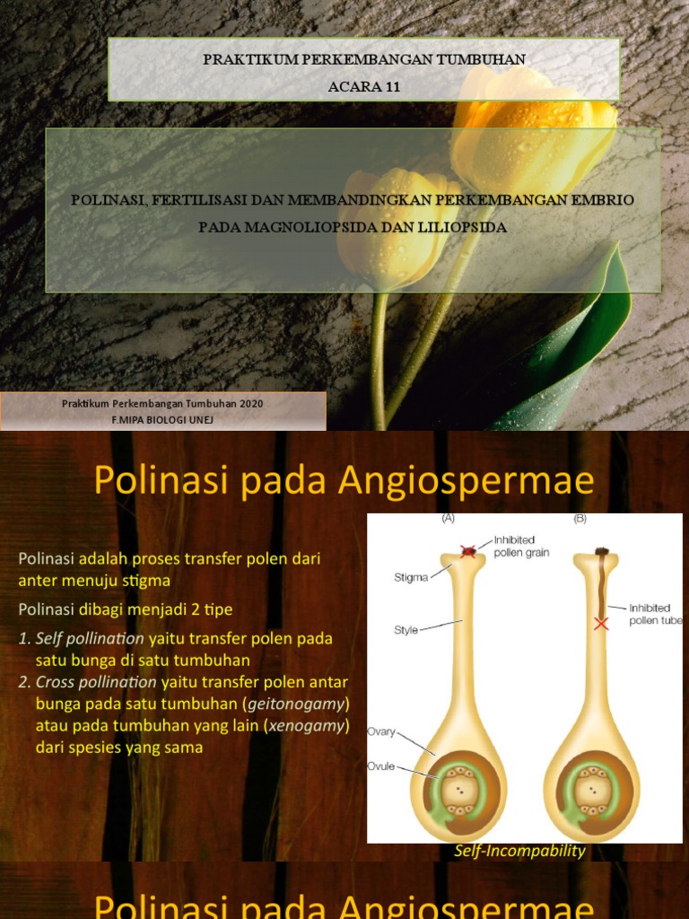 Polinasi, Fertilisasi Dan Membandingkan Perkembangan Embrio Pada Angiospermae | PDF