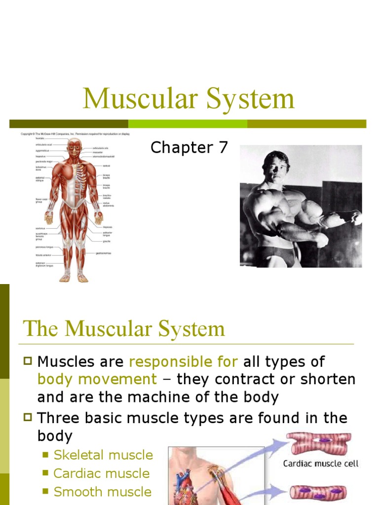 Muscle System kd13 | PDF | Skeletal Muscle | Muscle Contraction