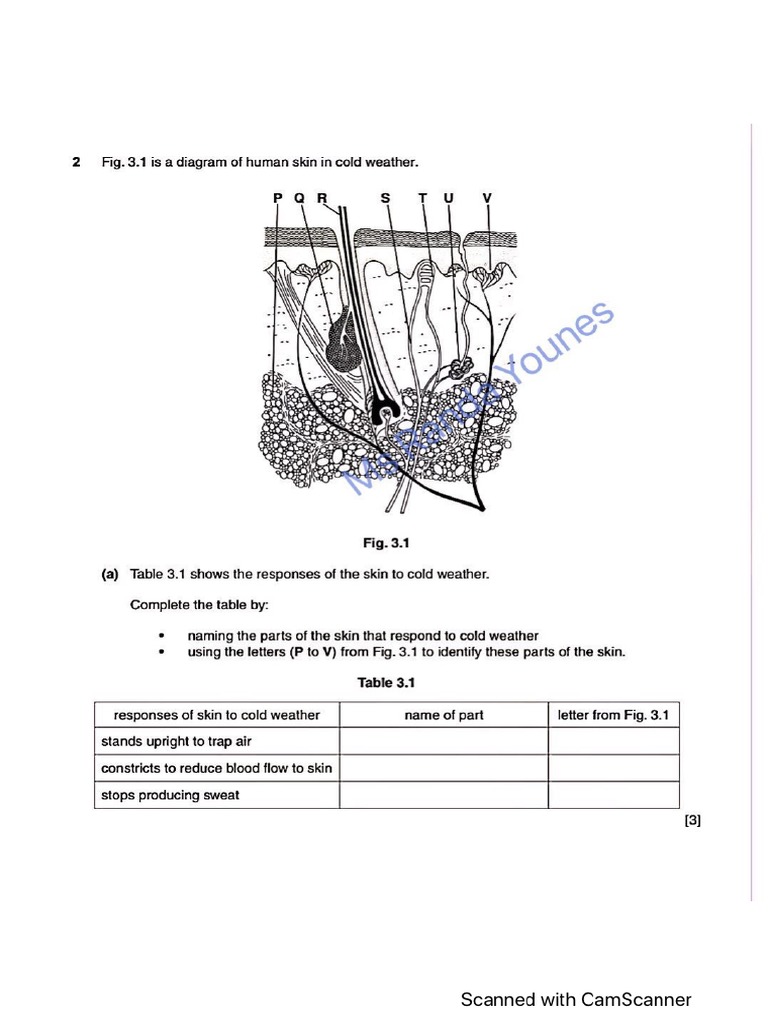 Homeostasis Quiz Biology IGCSE 0610 0970 PDF | PDF