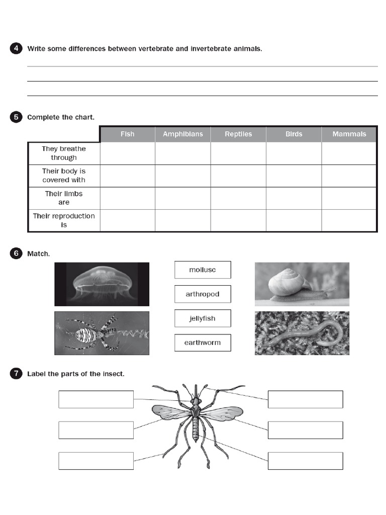 Classification of Living Things - Worksheets.5th Grade