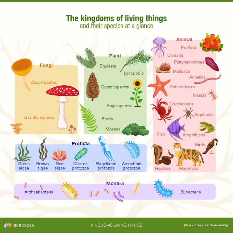 The Kingdoms of Living Things: and Their Species at A Glance | PDF ...