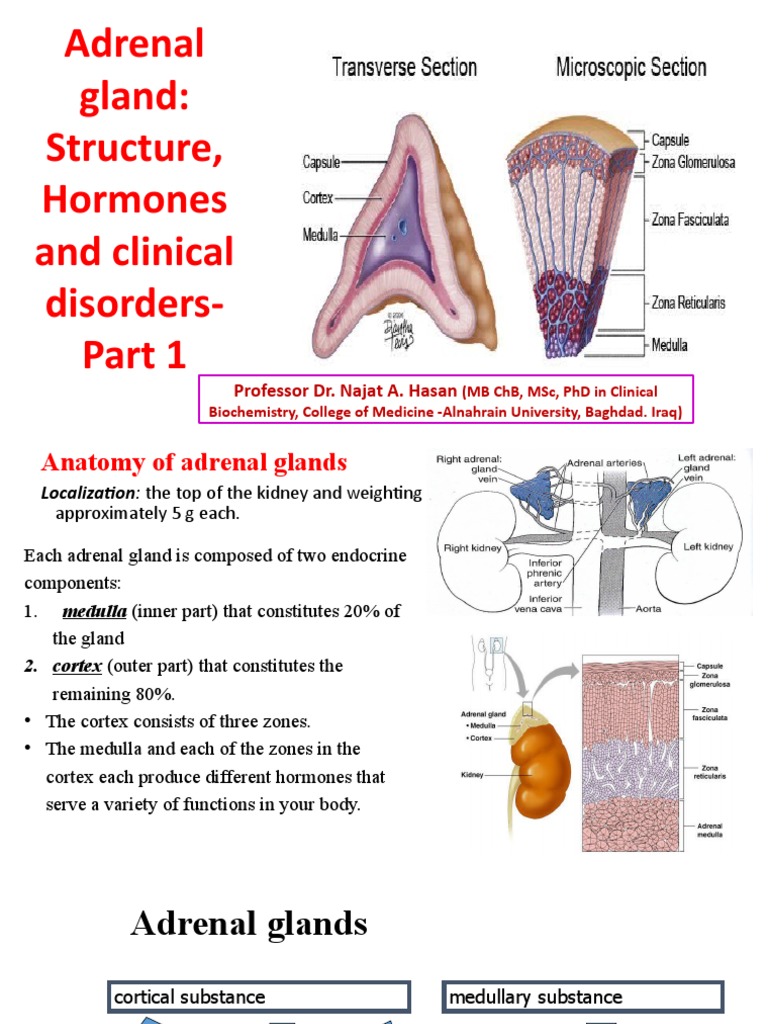 Adrenal Gland: Structure, Hormones and Clinical Disorders-: Professor ...