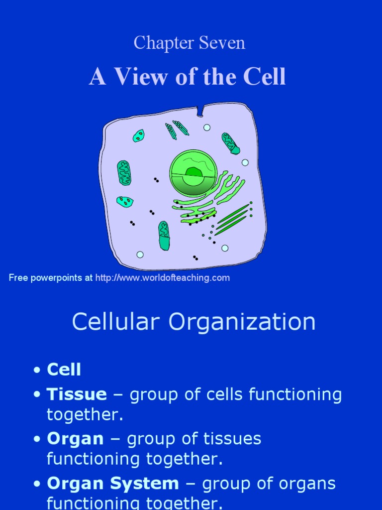 Understanding Cell Structure and Function | PDF | Cell (Biology ...