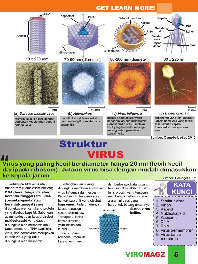 STRUKTUR DAN KOMPONEN UTAMA VIRUS | PDF
