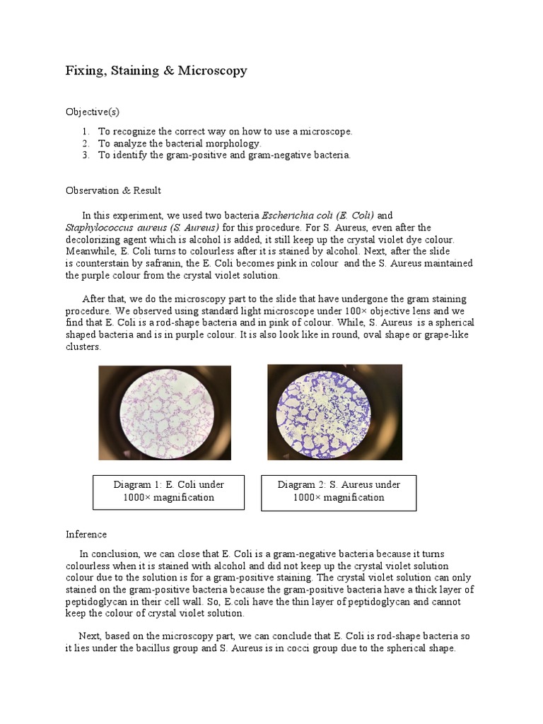 Fixing, Staining and Micros | PDF | Gram Positive Bacteria | Staining