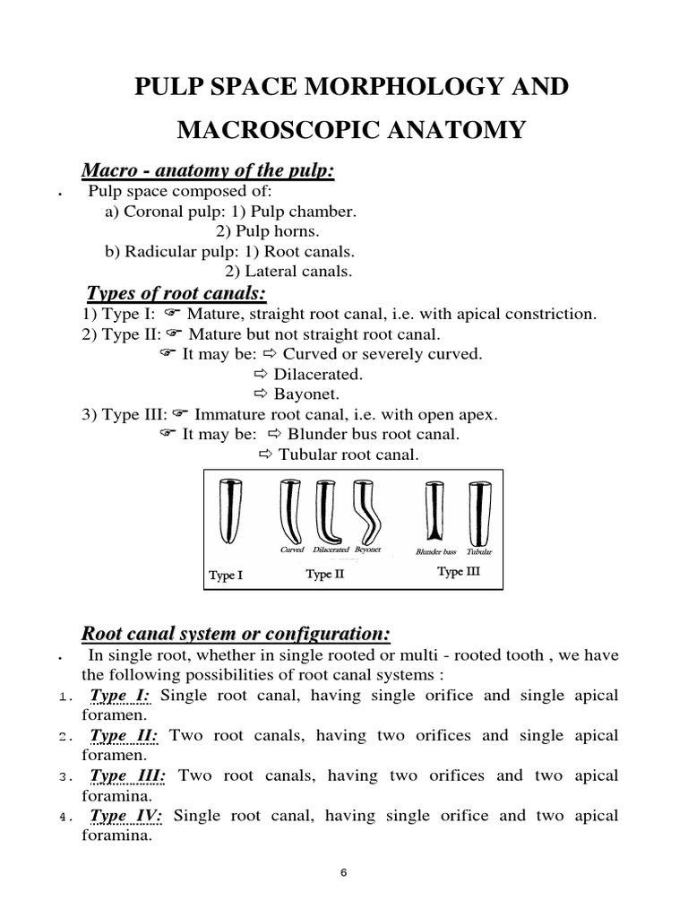 02 - Pulp Space | PDF | Animal Anatomy | Dentistry